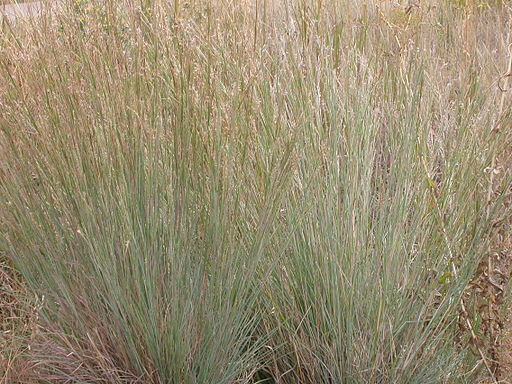 What Are The Best Plants For A Rain Garden In Kentucky?