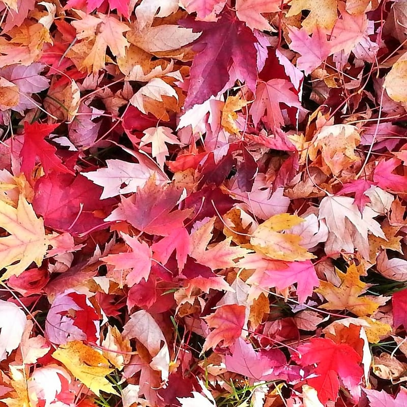 Your Essential Fall Landscaping Checklist: 6 Must-Do Tasks Before Winter