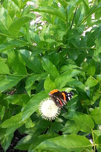 What Are The Best Plants For A Rain Garden In Kentucky?