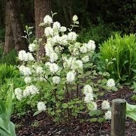 6 Trees And Shrubs Perfect For Fall Planting In Kentucky