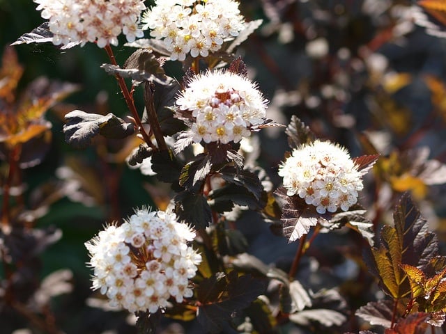 What Are The Best Plants For A Rain Garden In Kentucky?